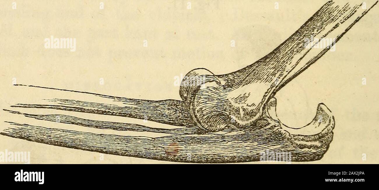 A hand-book of surgery: with fifty illustrations . ion be made very ...