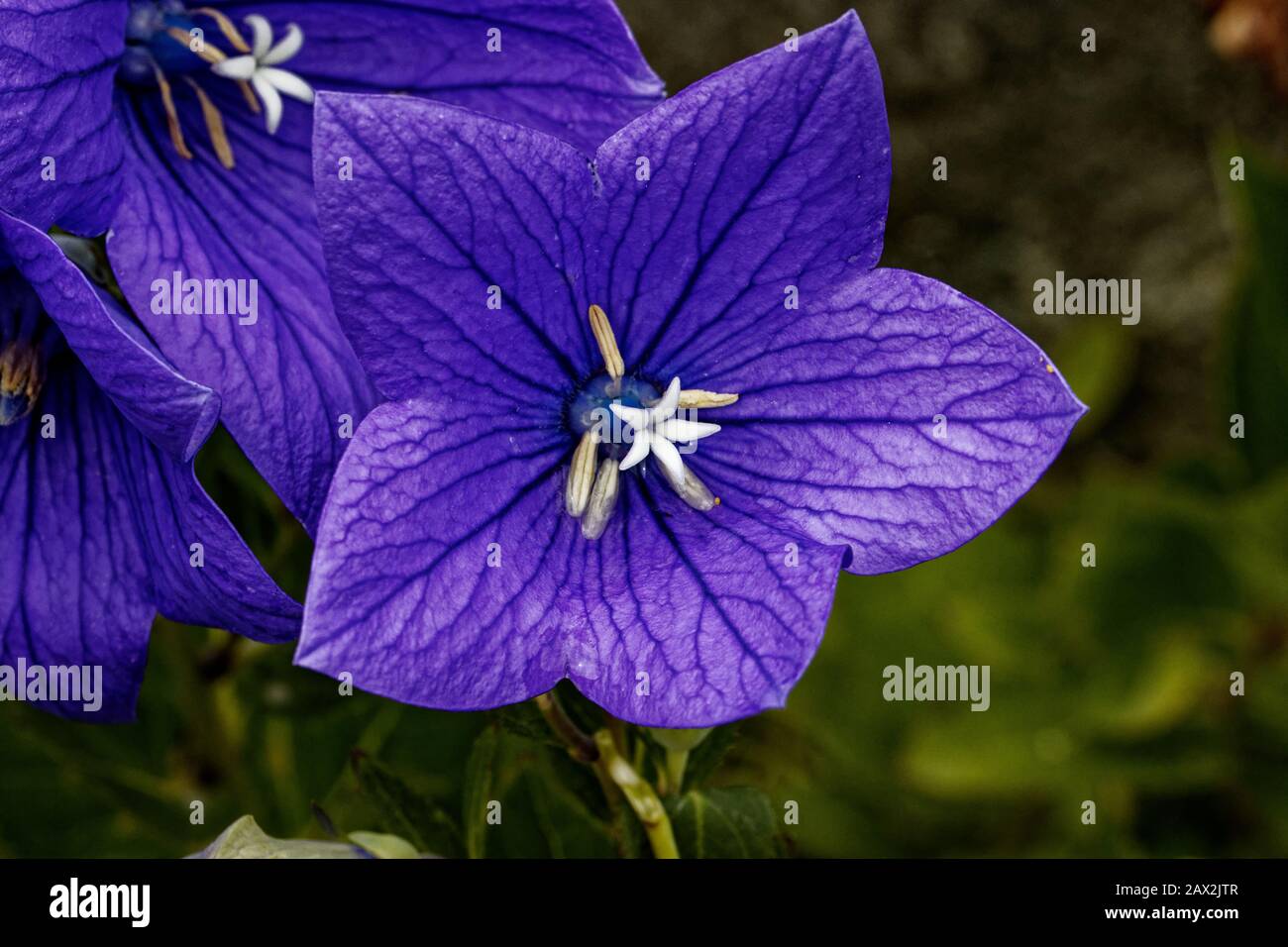 Platycodon grandiflorus is a species of herbaceous flowering perennial ...