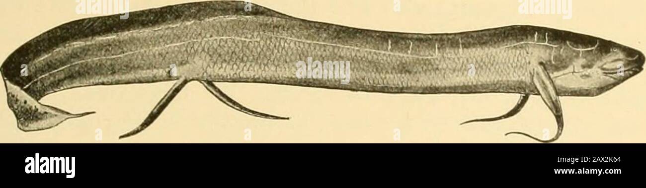Slippery as an eel hi-res stock photography and images - Alamy
