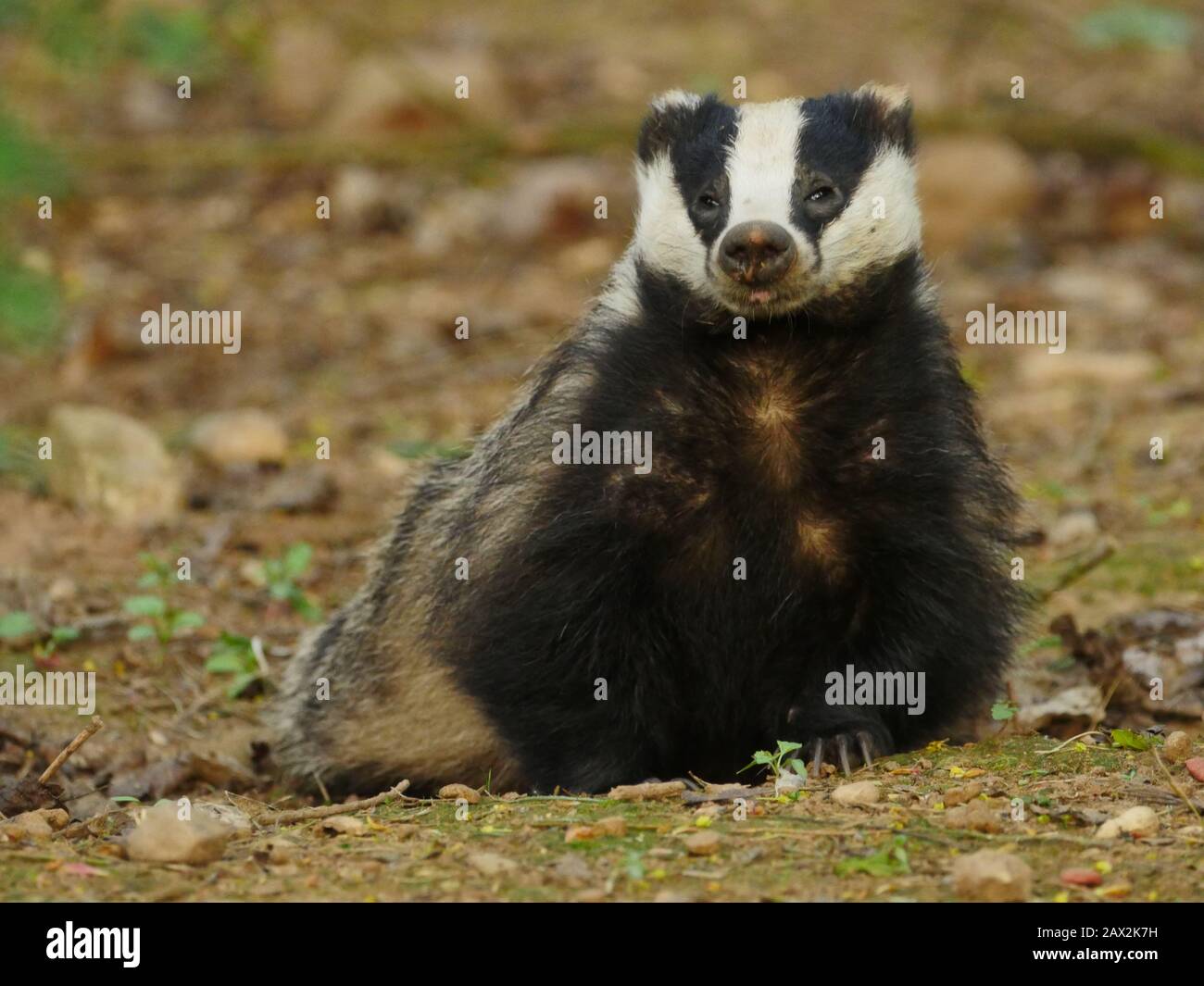 Badger hide hi-res stock photography and images - Alamy