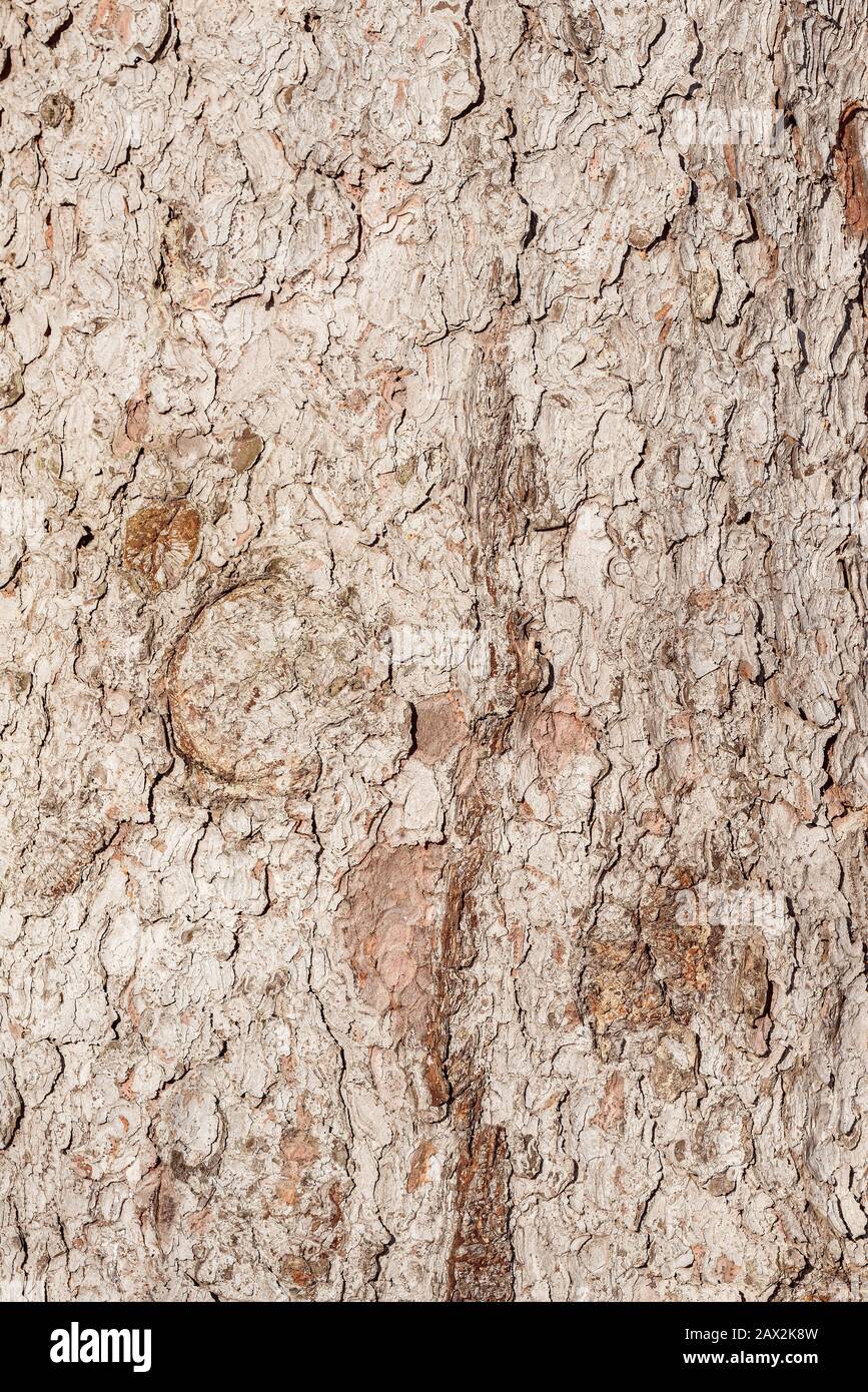 Spruce tree bark texture. Surface of the old tree trunk Stock Photo - Alamy
