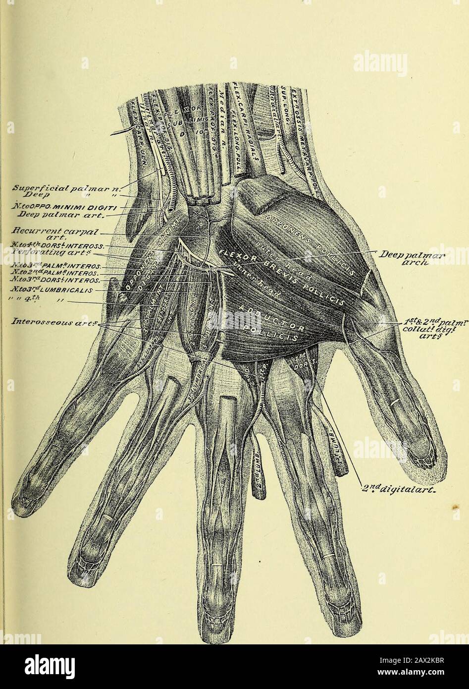 Practical human anatomy [electronic resource] : a working-guide for ...