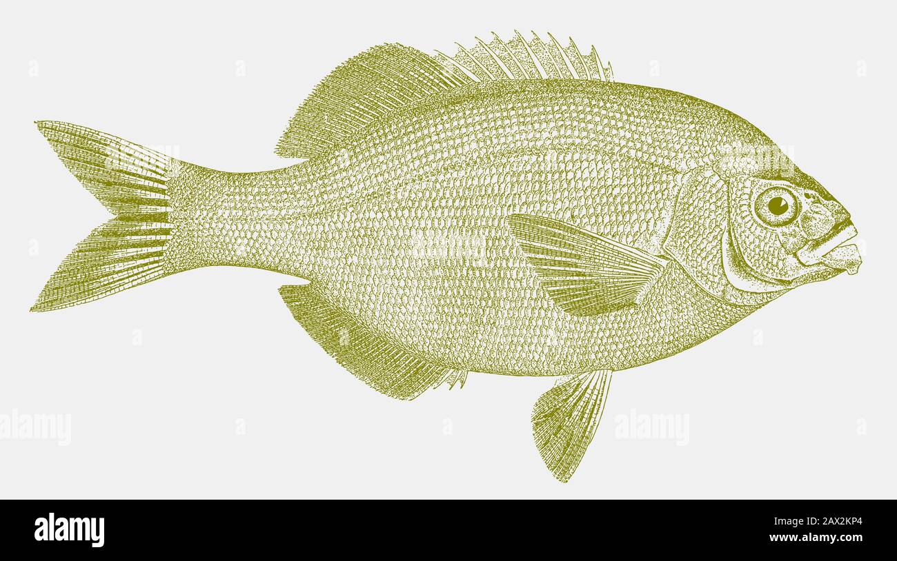 Rubberlip seaperch rhacochilus toxotes in side view Stock Vector Image ...