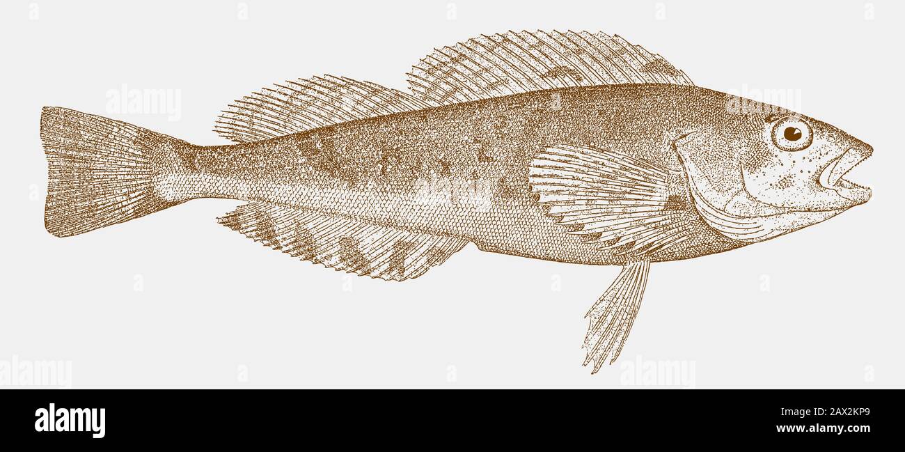 White spotted greenling hexagrammos stelleri in side view Stock Vector ...