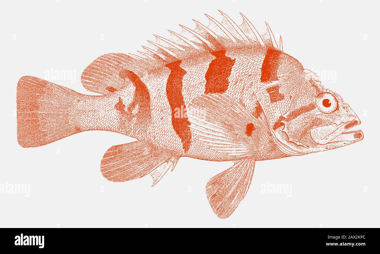 Tiger rockfish hi-res stock photography and images - Alamy