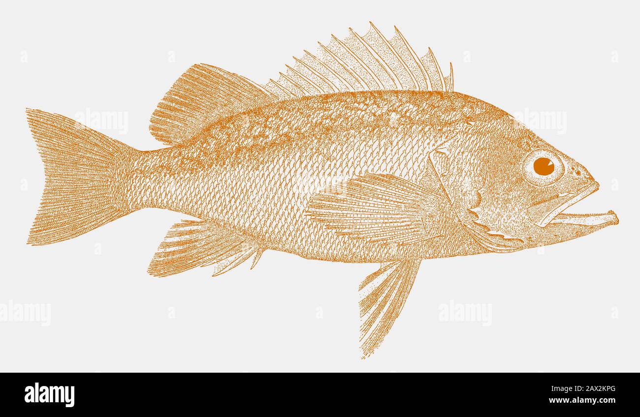 Canary rockfish sebastes pinniger in side view Stock Vector Image & Art ...