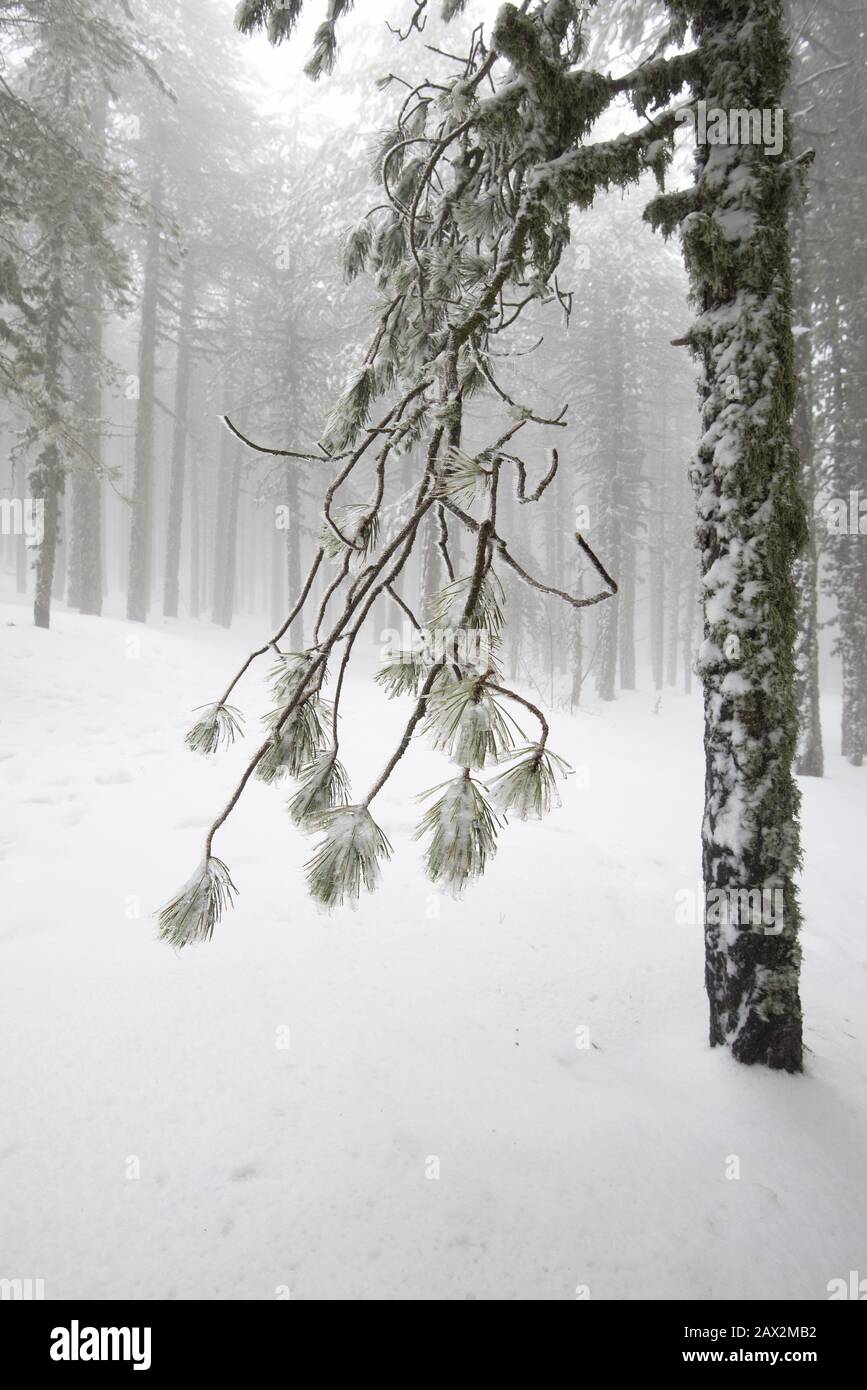 Winter forest landscape with mountain covered in snow and pine trees ...
