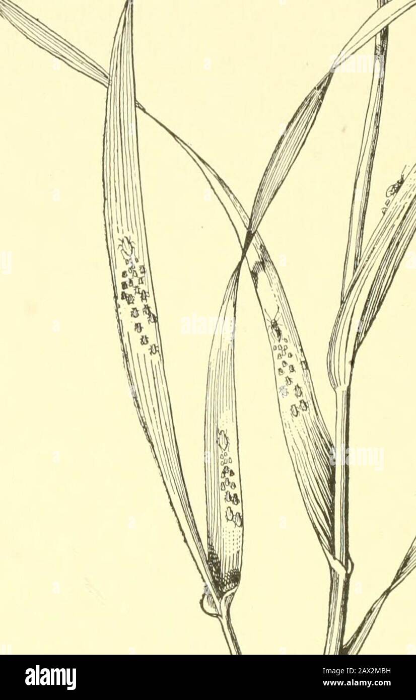 Mayetiola destructor hi-res stock photography and images - Alamy