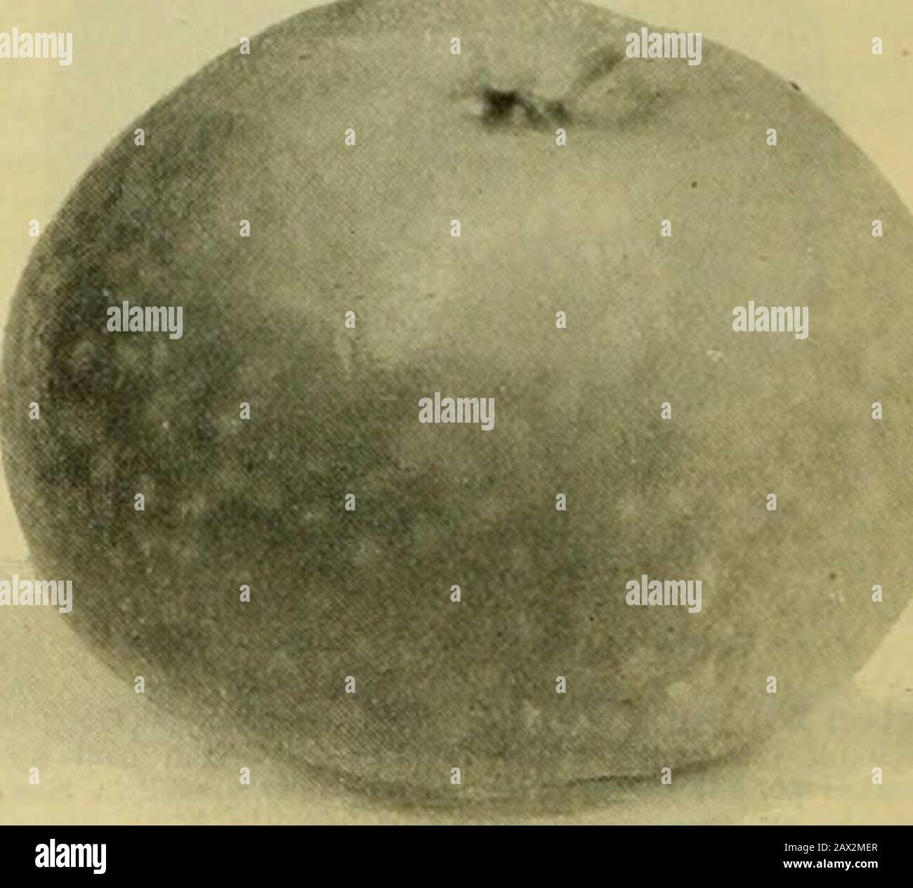 Heaviest apple hi-res stock photography and images - Alamy