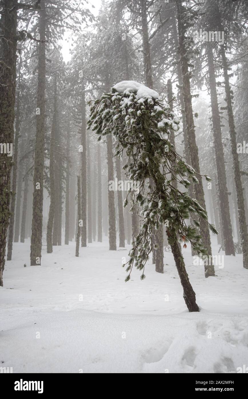 Winter forest landscape with mountain covered in snow and pine trees ...