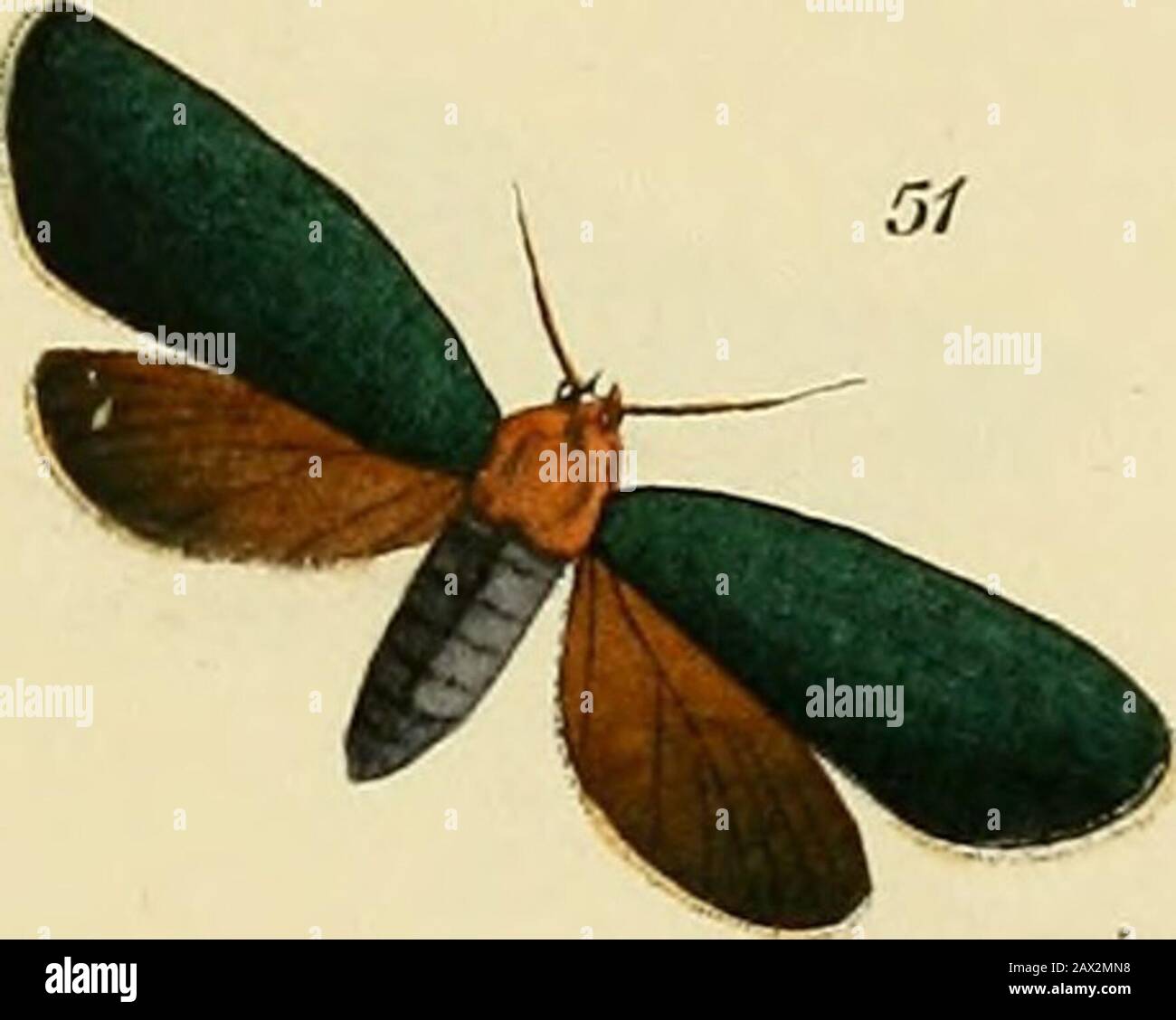 Zuträge zur Sammlung exotischer Schmetterlinge : bestehend in ...