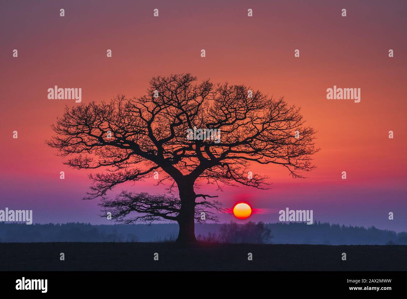 Sun light heaven oak tree hi-res stock photography and images - Alamy