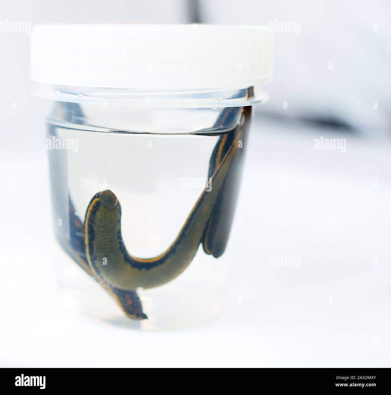 Hirudotherapy. Medical leeches in water before therapy Stock Photo - Alamy