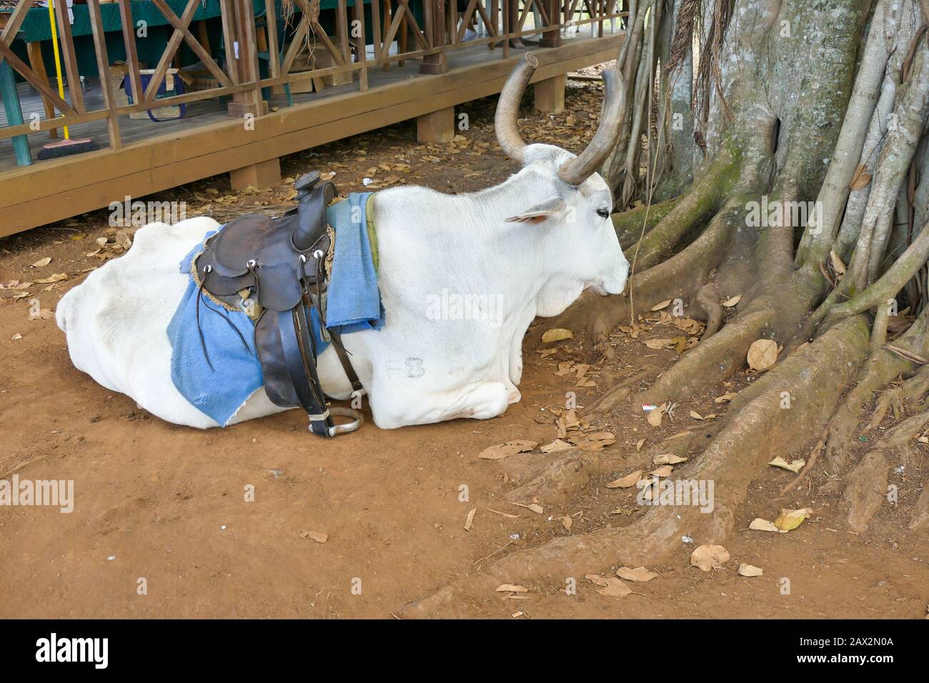An ox with a saddle on its back in Cuba Stock Photo - Alamy