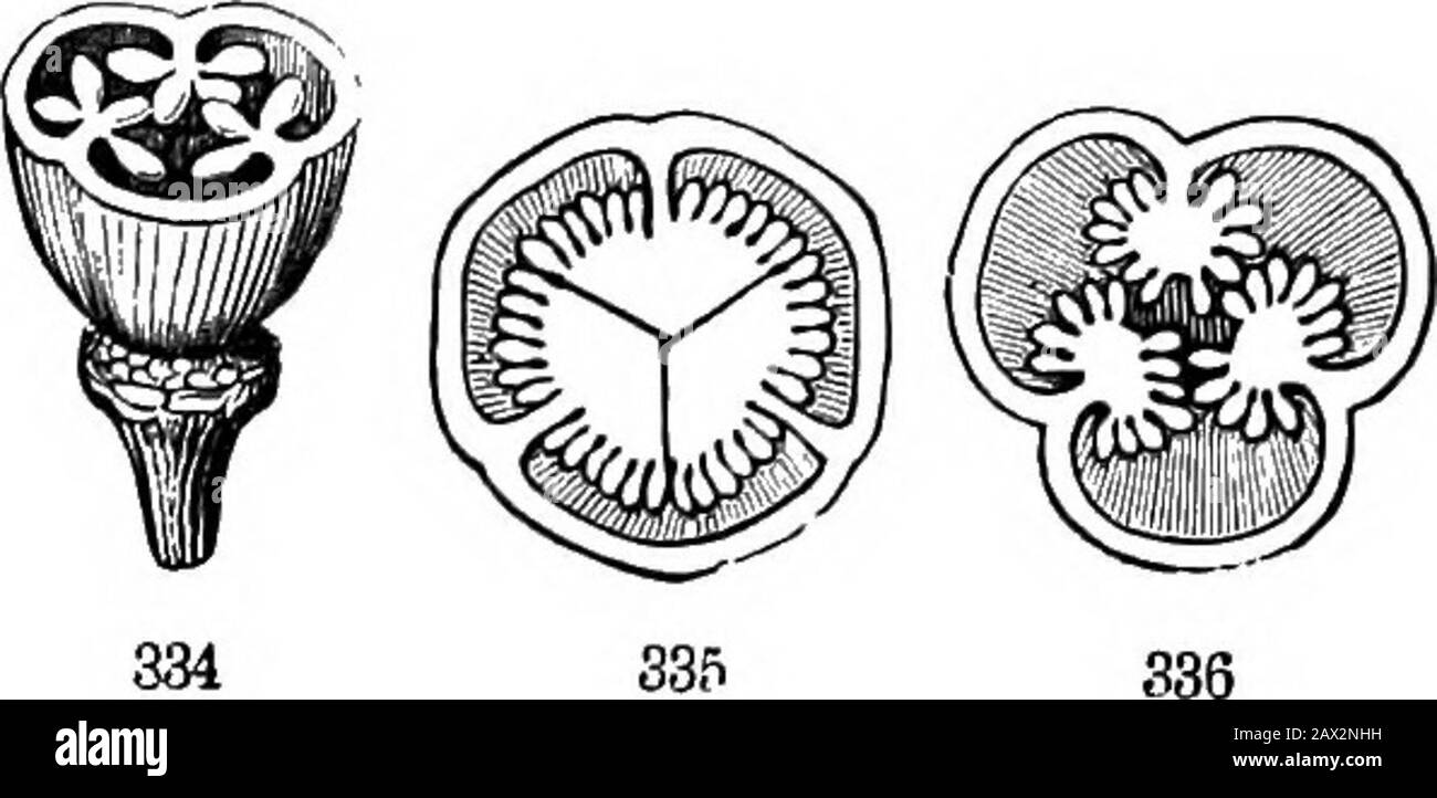Parietal placentation Cut Out Stock Images & Pictures - Alamy