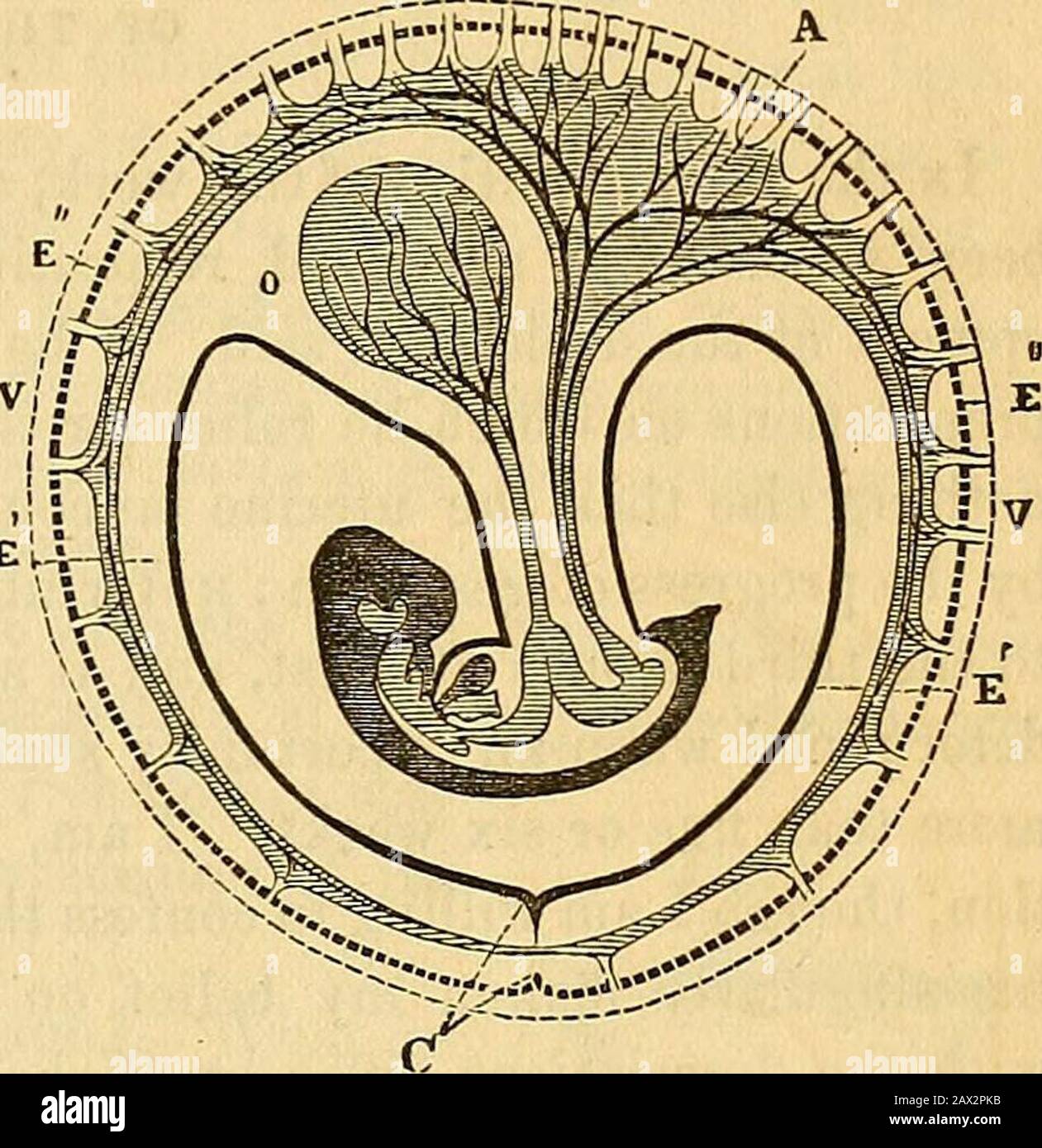 Amnios hi-res stock photography and images - Alamy