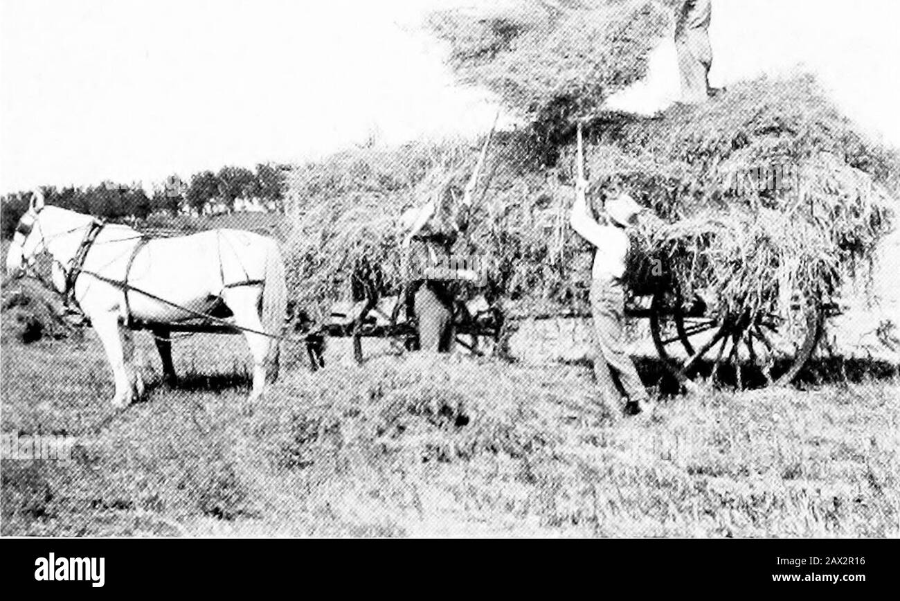 The book of alfalfa; history, cultivation and meritsIts uses as a ...