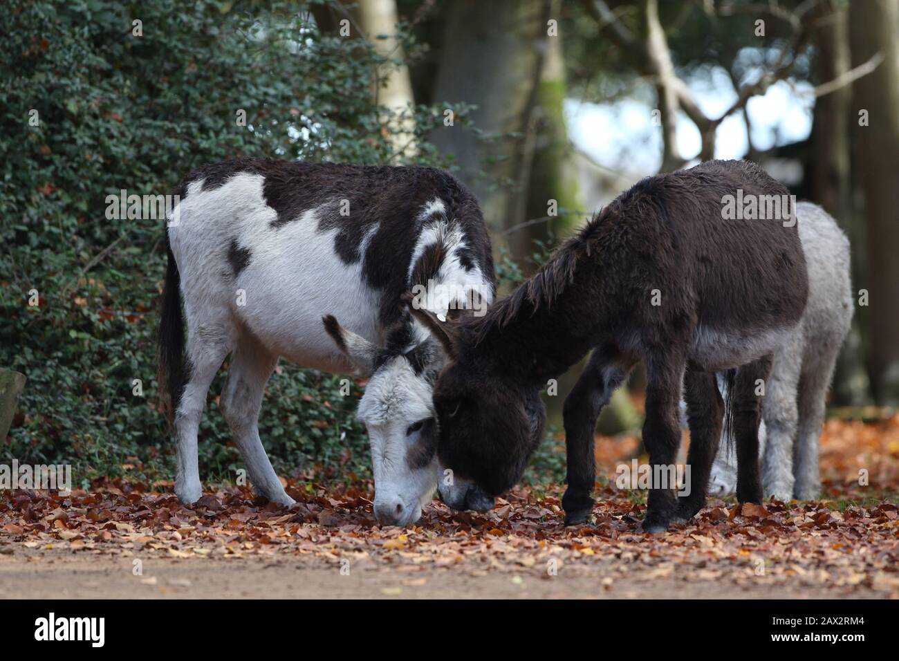 Donkeys as pets hi-res stock photography and images - Alamy