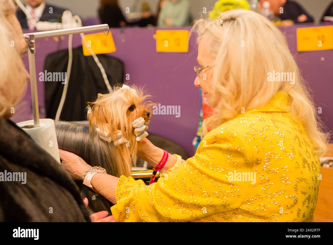 New York, NY, USA. 10th Feb, 2020. A Yorkshire Terrier being groomed in ...