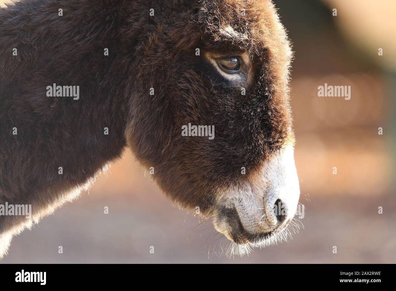 Donkeys new forest national park hi-res stock photography and images ...