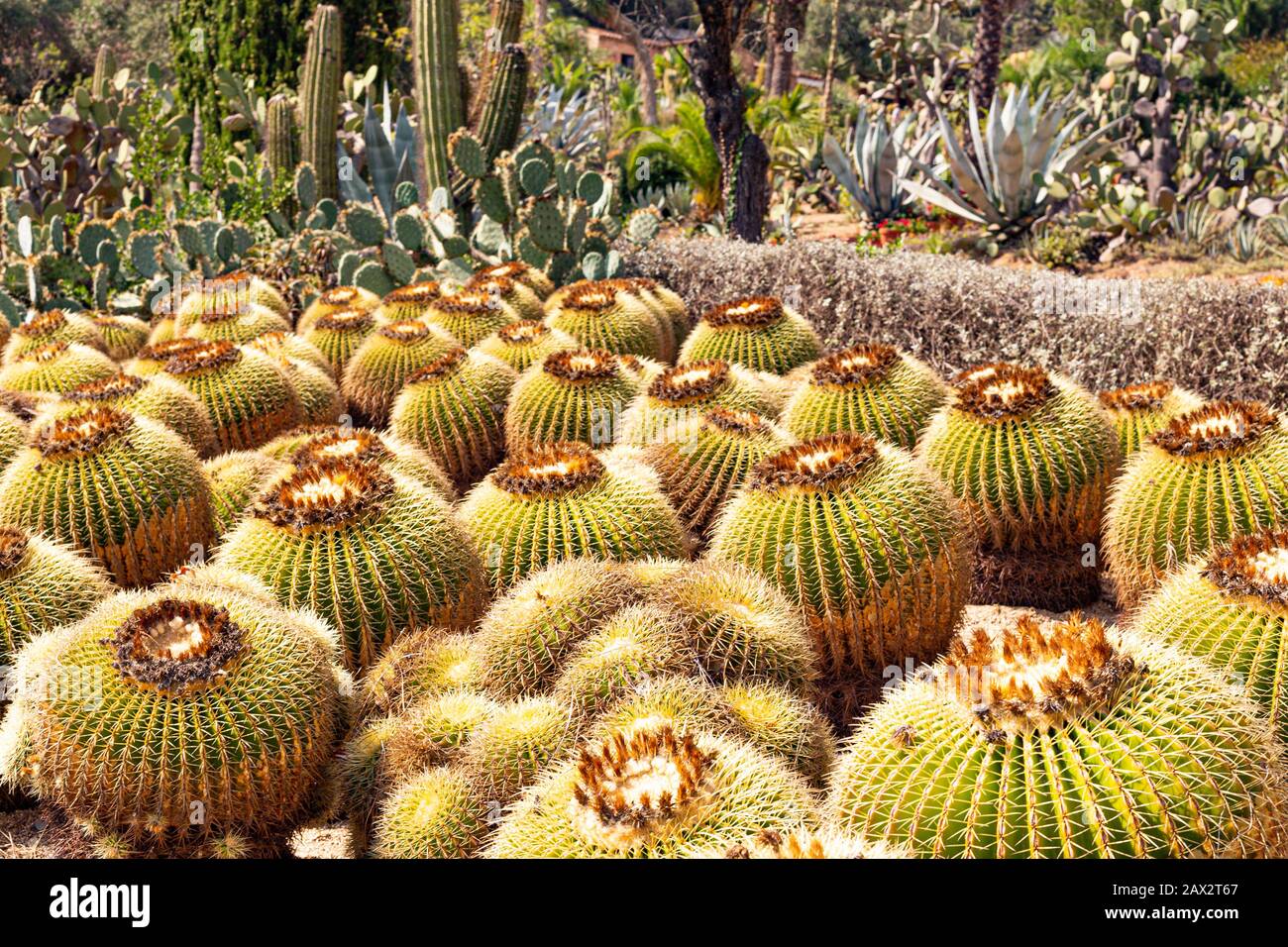 Planting cacti and succulent plants in the Pinya de Rosa succulent ...