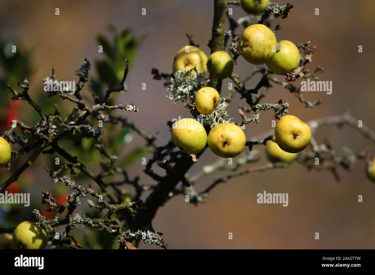 Crapapples hi-res stock photography and images - Alamy