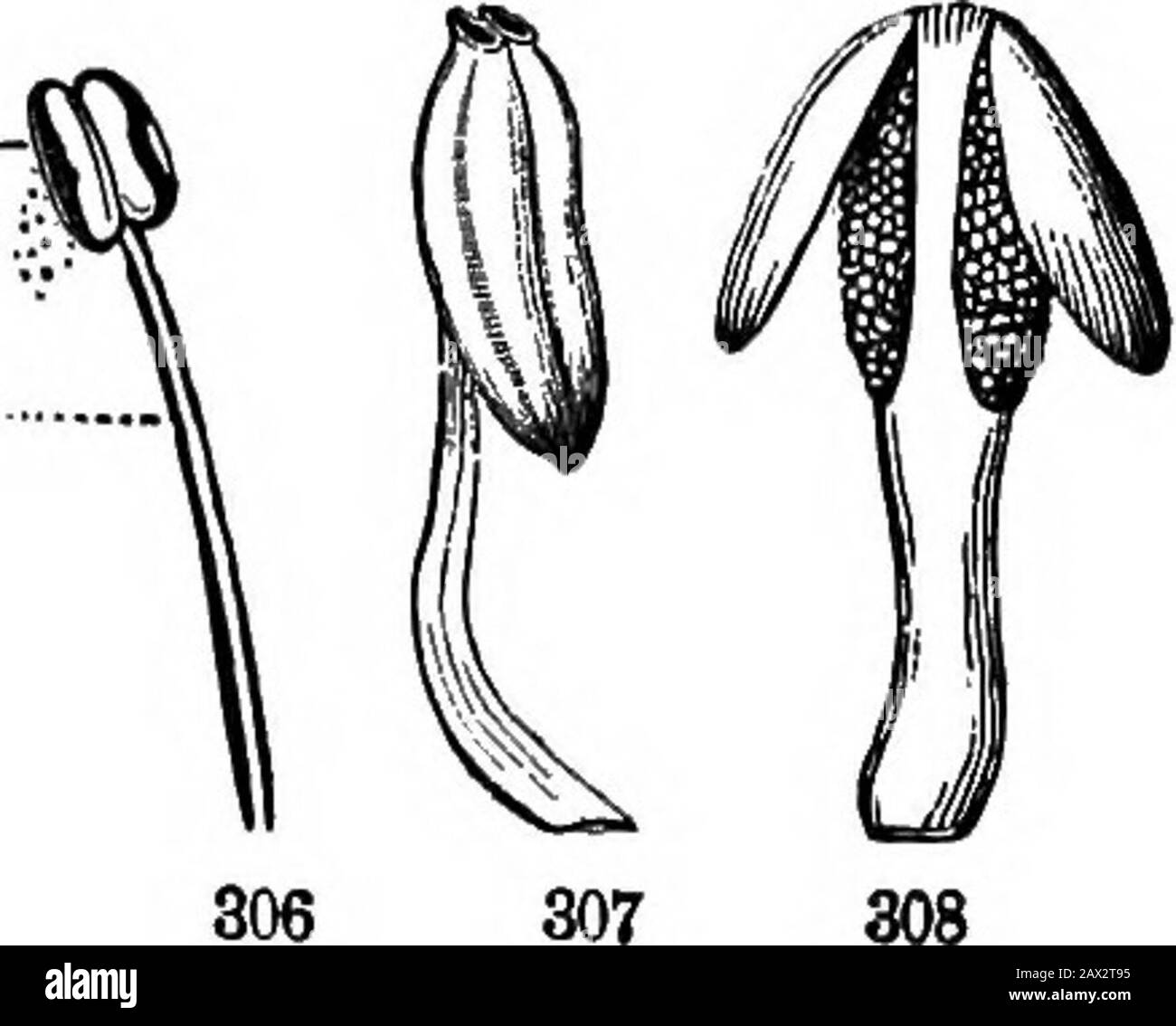 Cells splitting Black and White Stock Photos & Images - Alamy