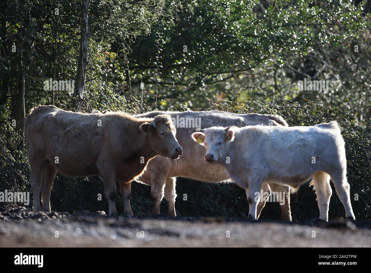 Cows badger hi-res stock photography and images - Alamy