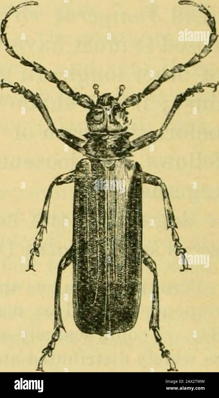Fifth report of the United States Entomological Commission, being a ...