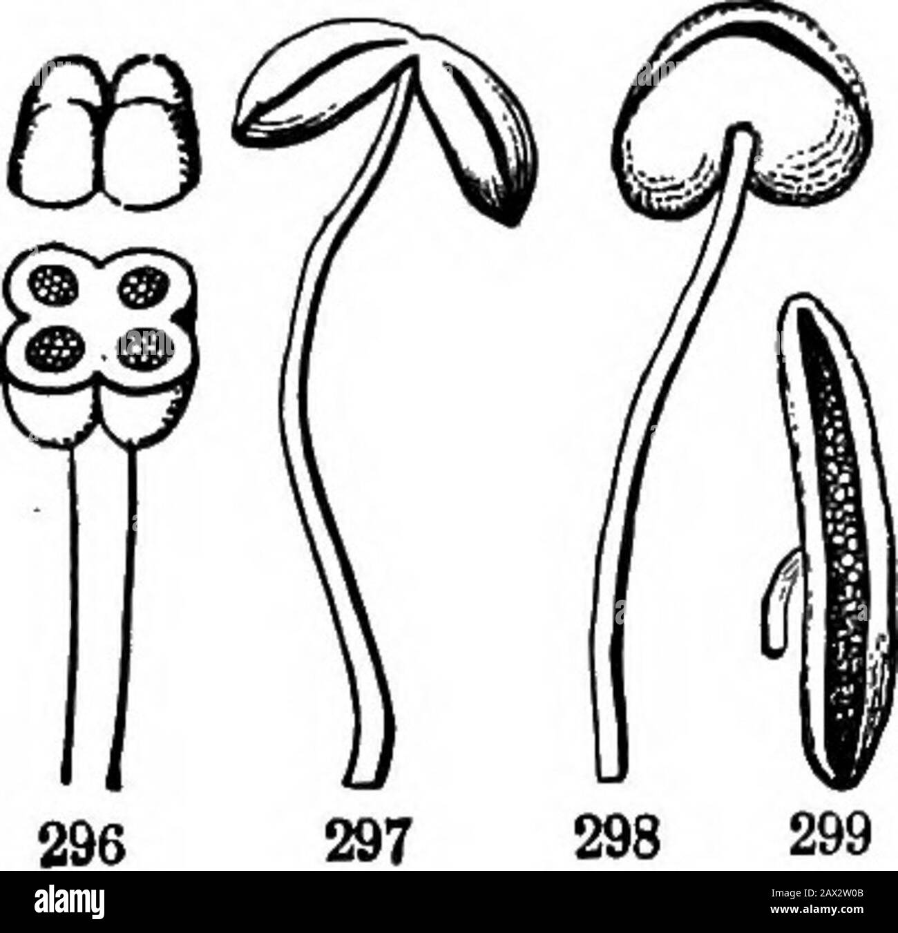 Strata section Black and White Stock Photos & Images - Alamy