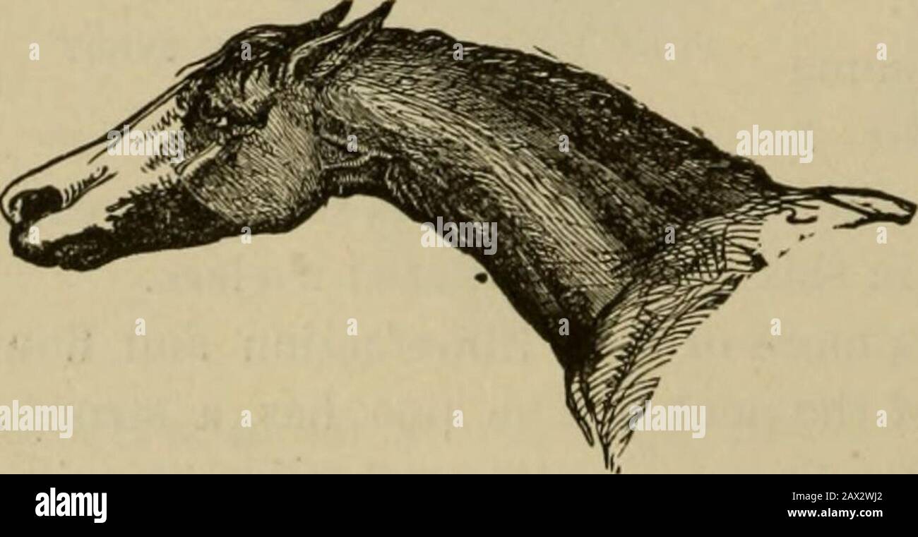 Bleeding Sheep In High Resolution Stock Photography and Images - Alamy