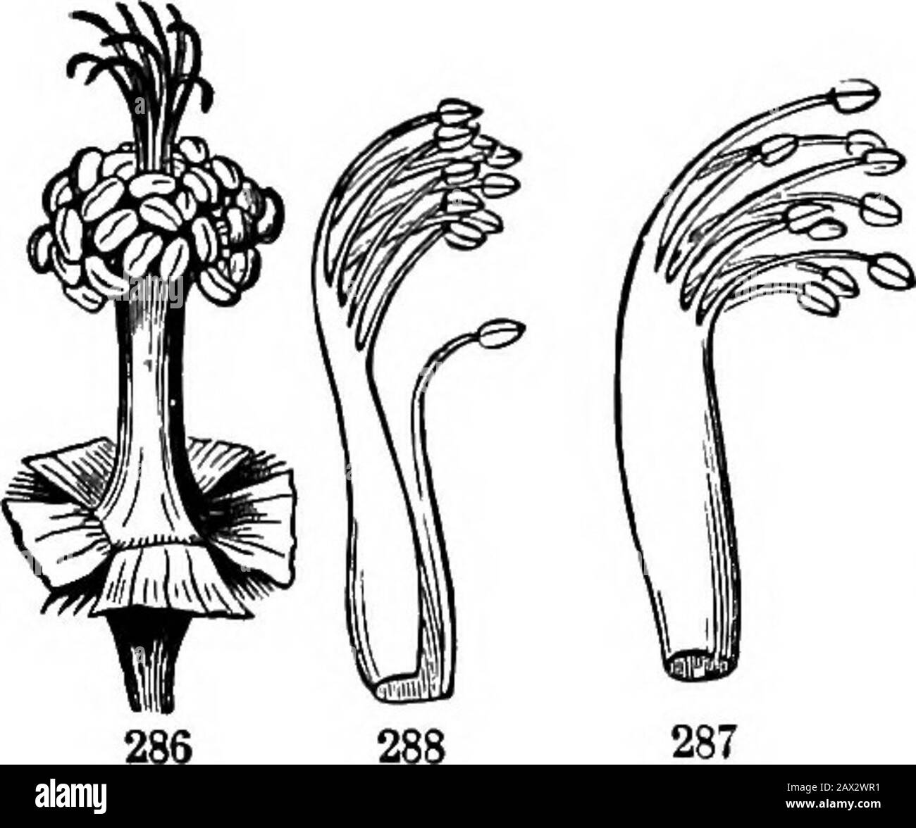 Anther anthers stamen stamens Black and White Stock Photos & Images - Alamy