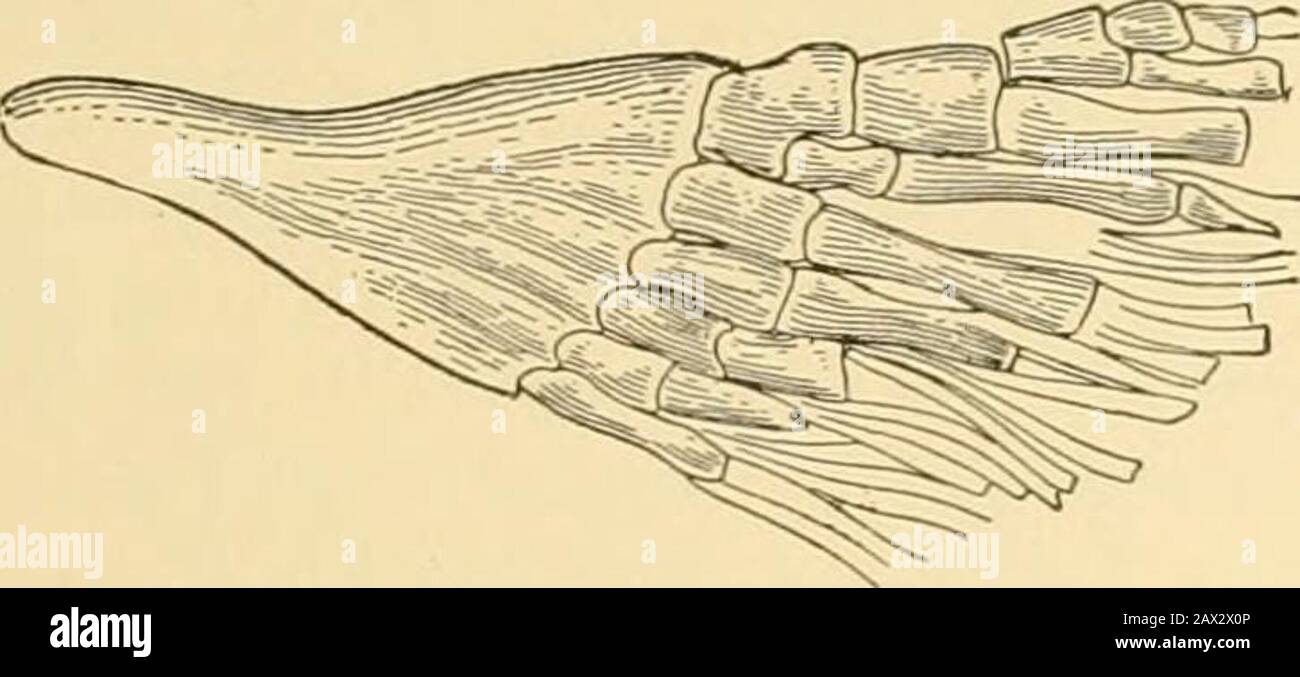 Fishes . mall fish of the Lower Carboniferous, thehead mailed, the ...