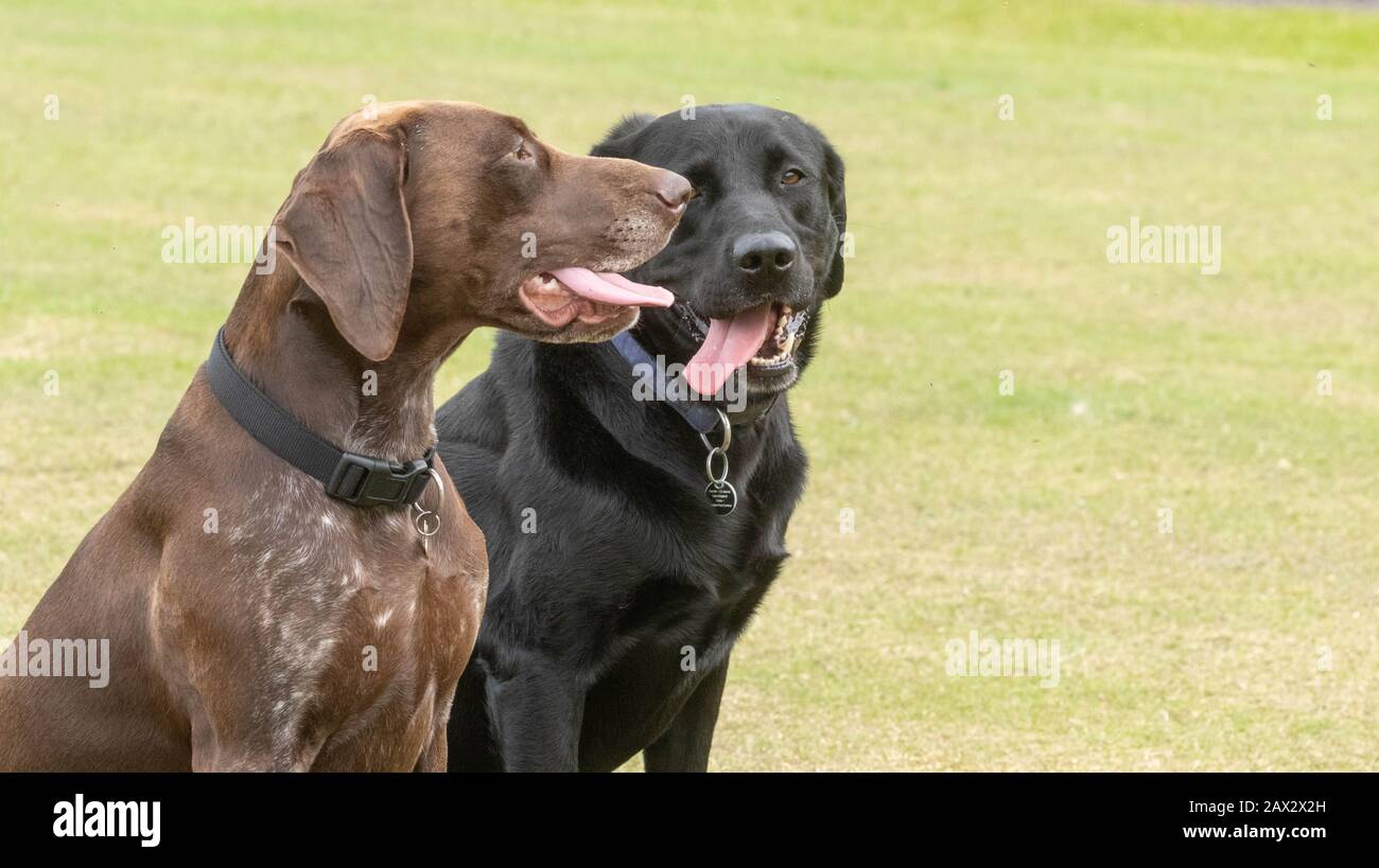 An German Short Haired Pointer and a Black Labrador Retriever Stock ...