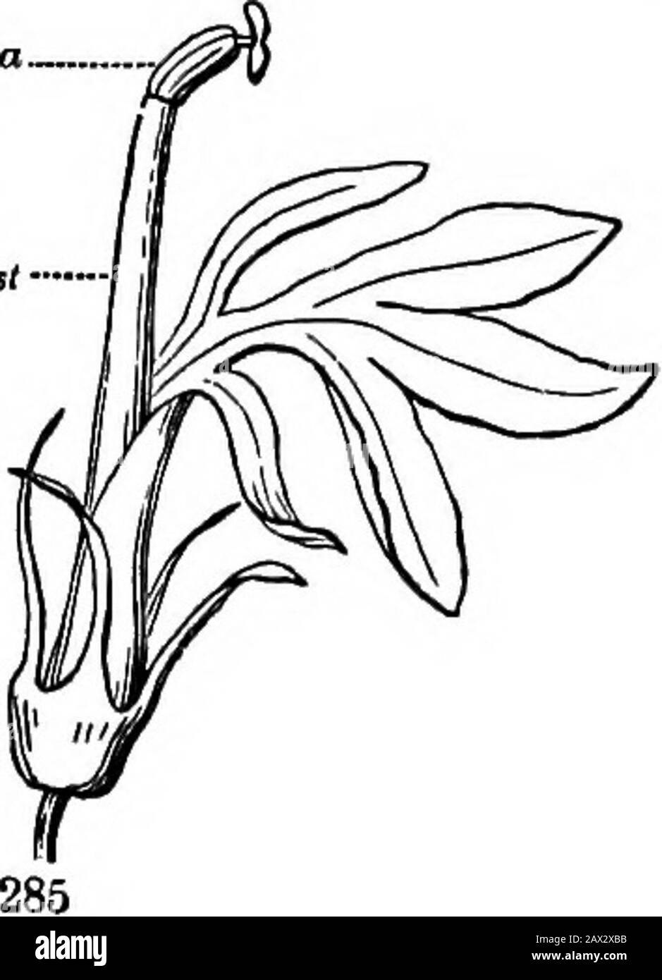 The elements of botany for beginners and for schools . Fig. 283 ...