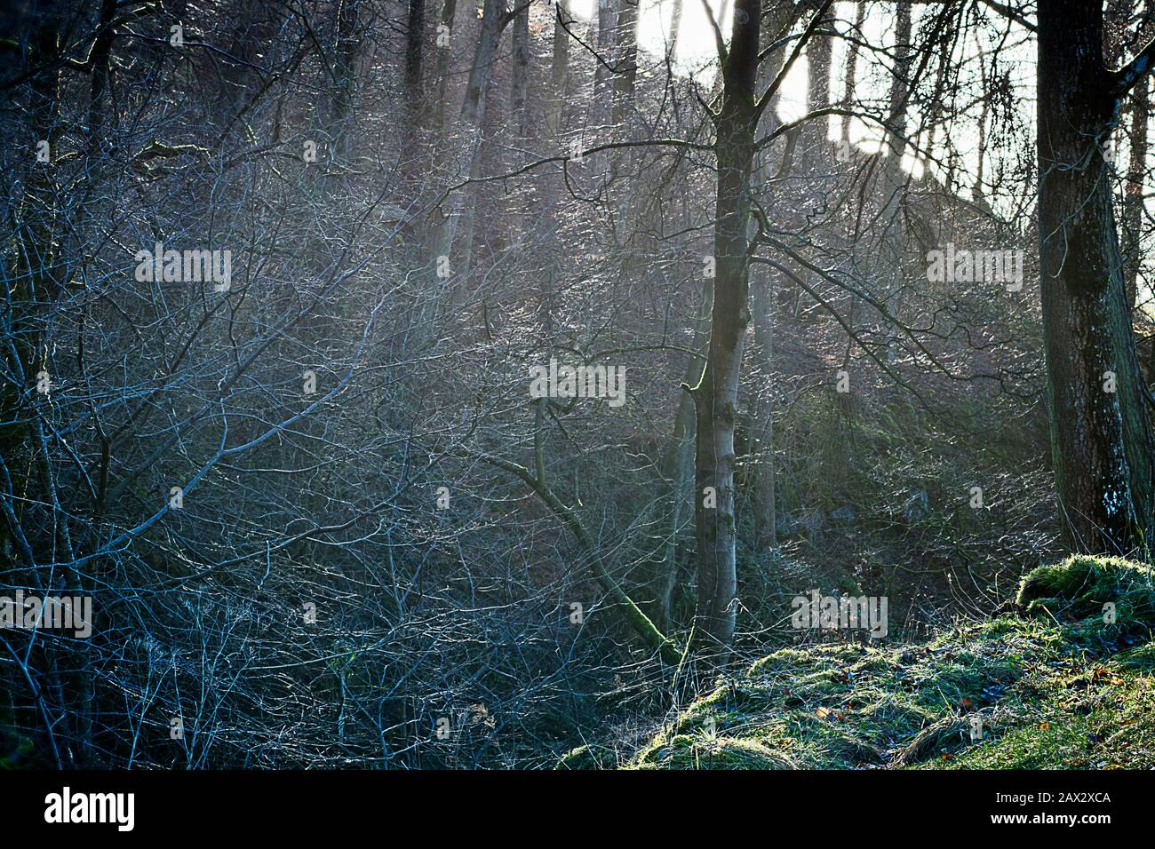 wooded valley in the Noth York Moors Stock Photo - Alamy