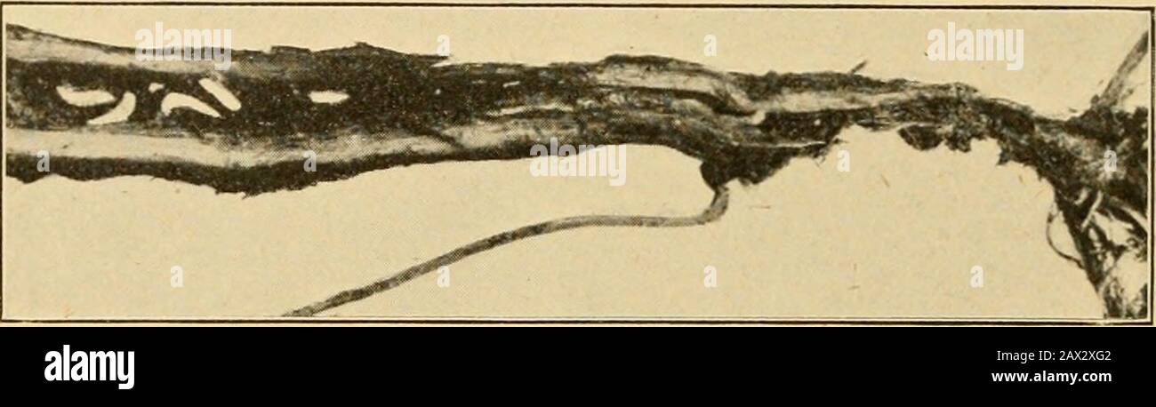 Chewing insects hi-res stock photography and images - Alamy