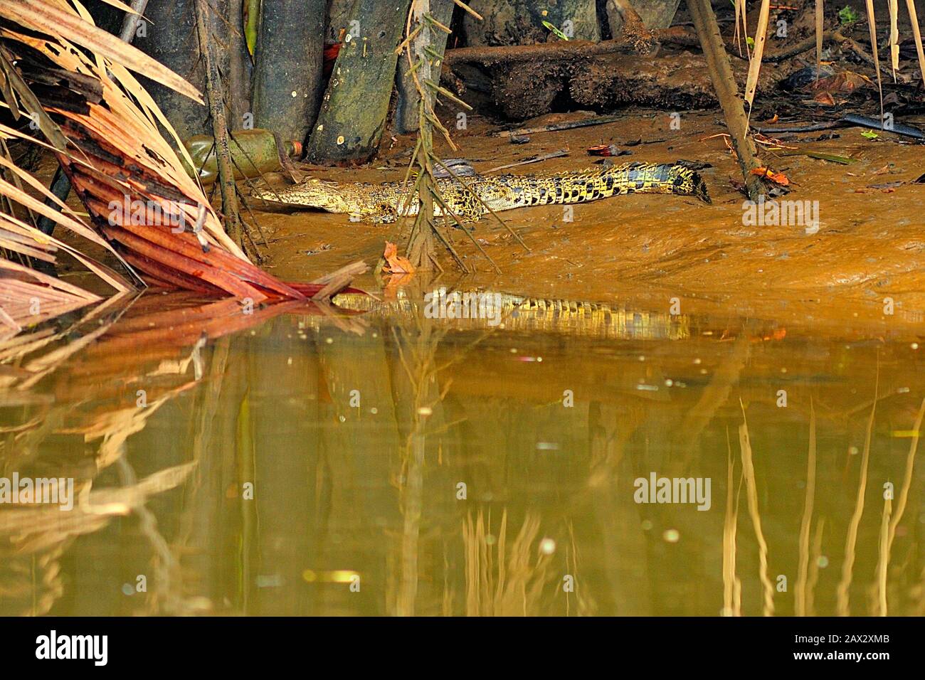 Juvenile Saltwater Crocodile Crocodylus Porosus High Resolution Stock ...