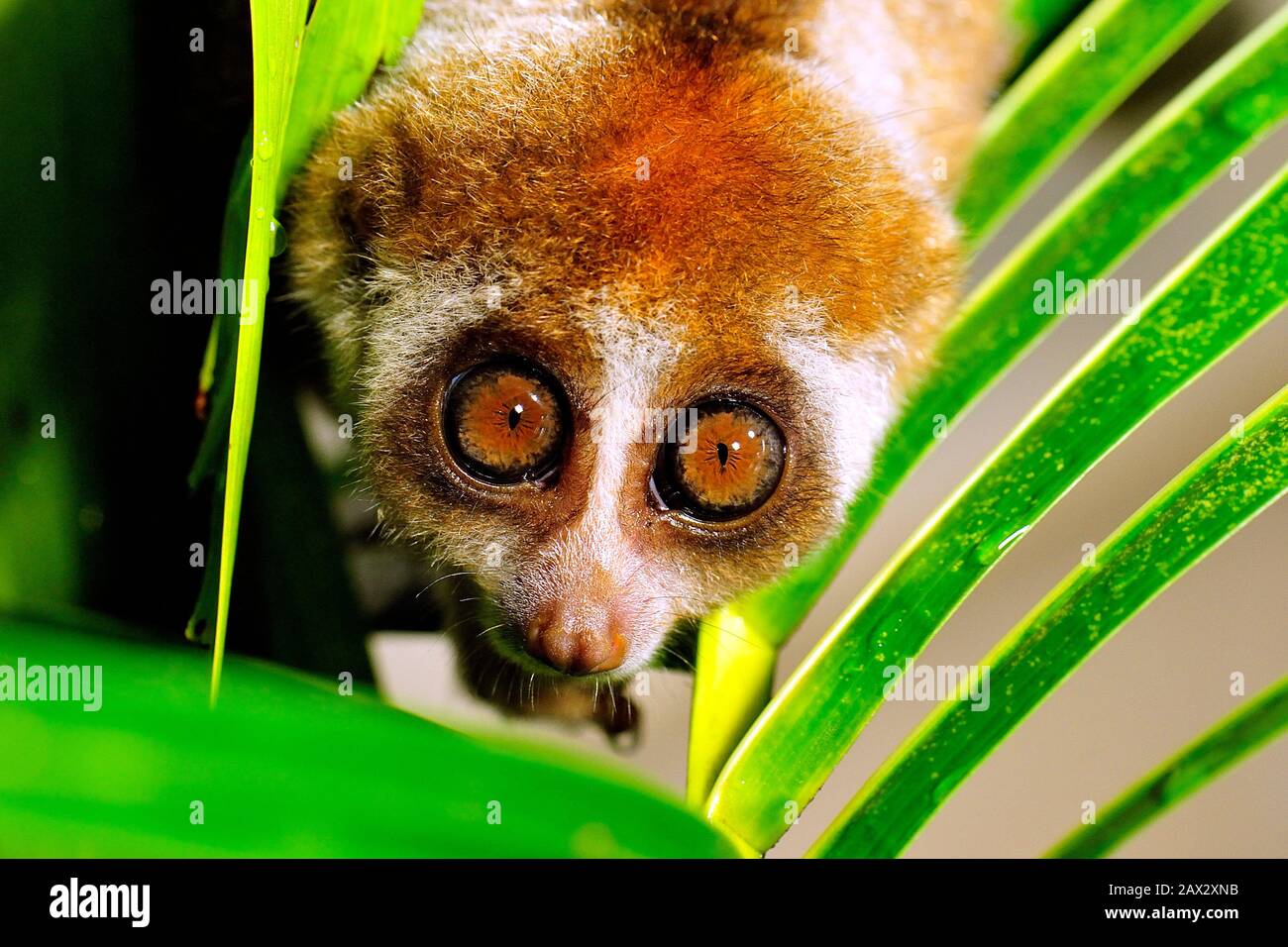 Slow Loris High Resolution Stock Photography and Images - Alamy