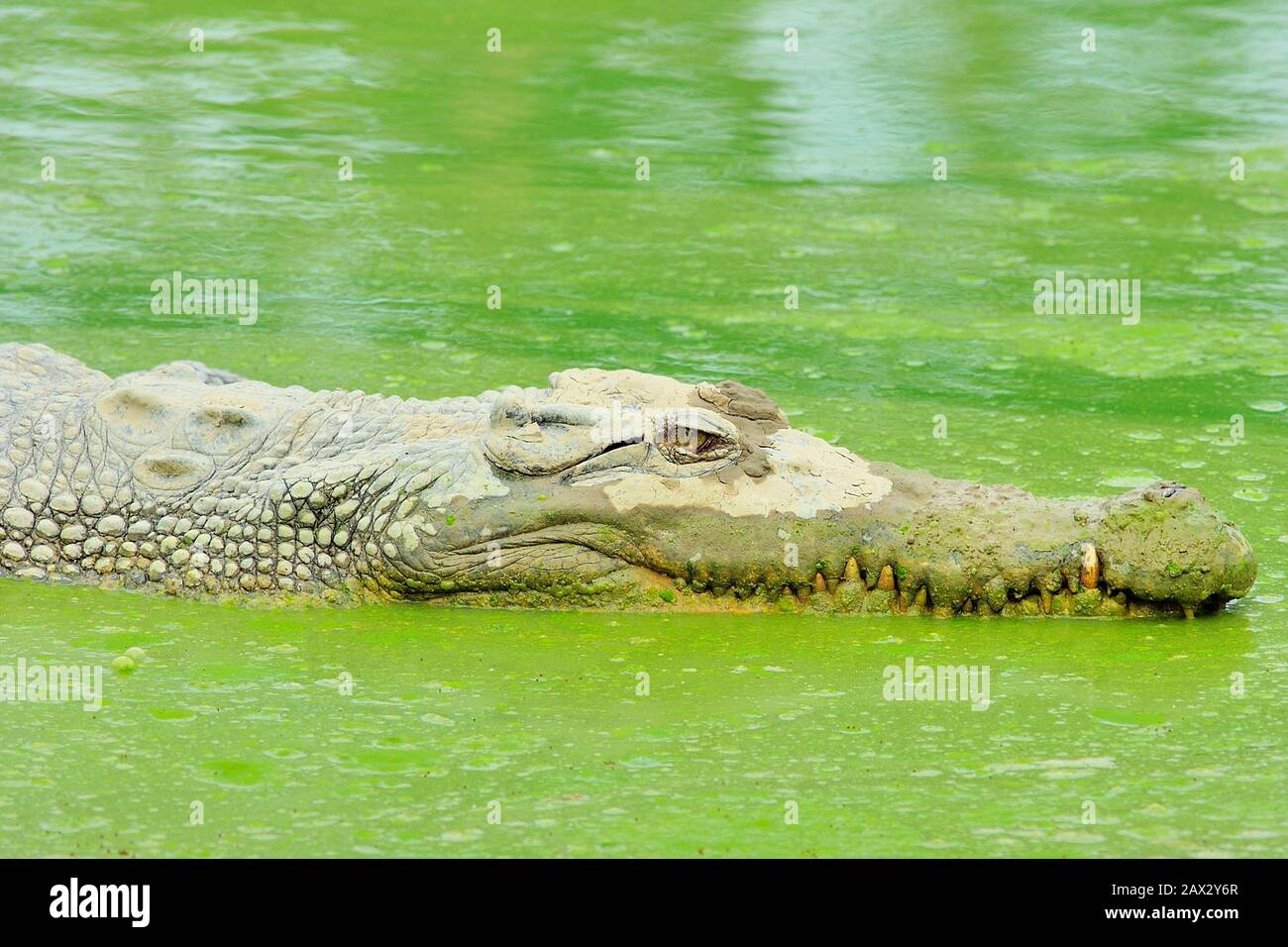 Salt Glands High Resolution Stock Photography and Images - Alamy
