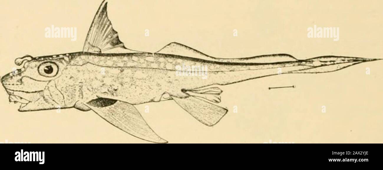 Holocephali High Resolution Stock Photography and Images - Alamy