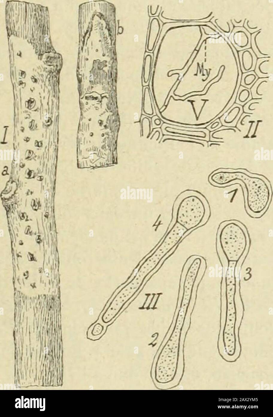 Trapu hi-res stock photography and images - Alamy