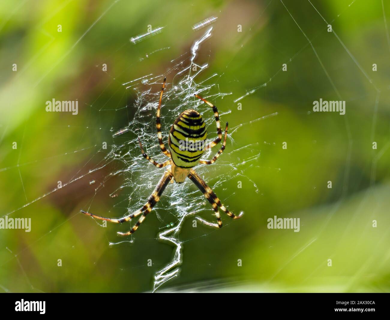 Female Wasp Spider on a Web Stock Photo - Alamy