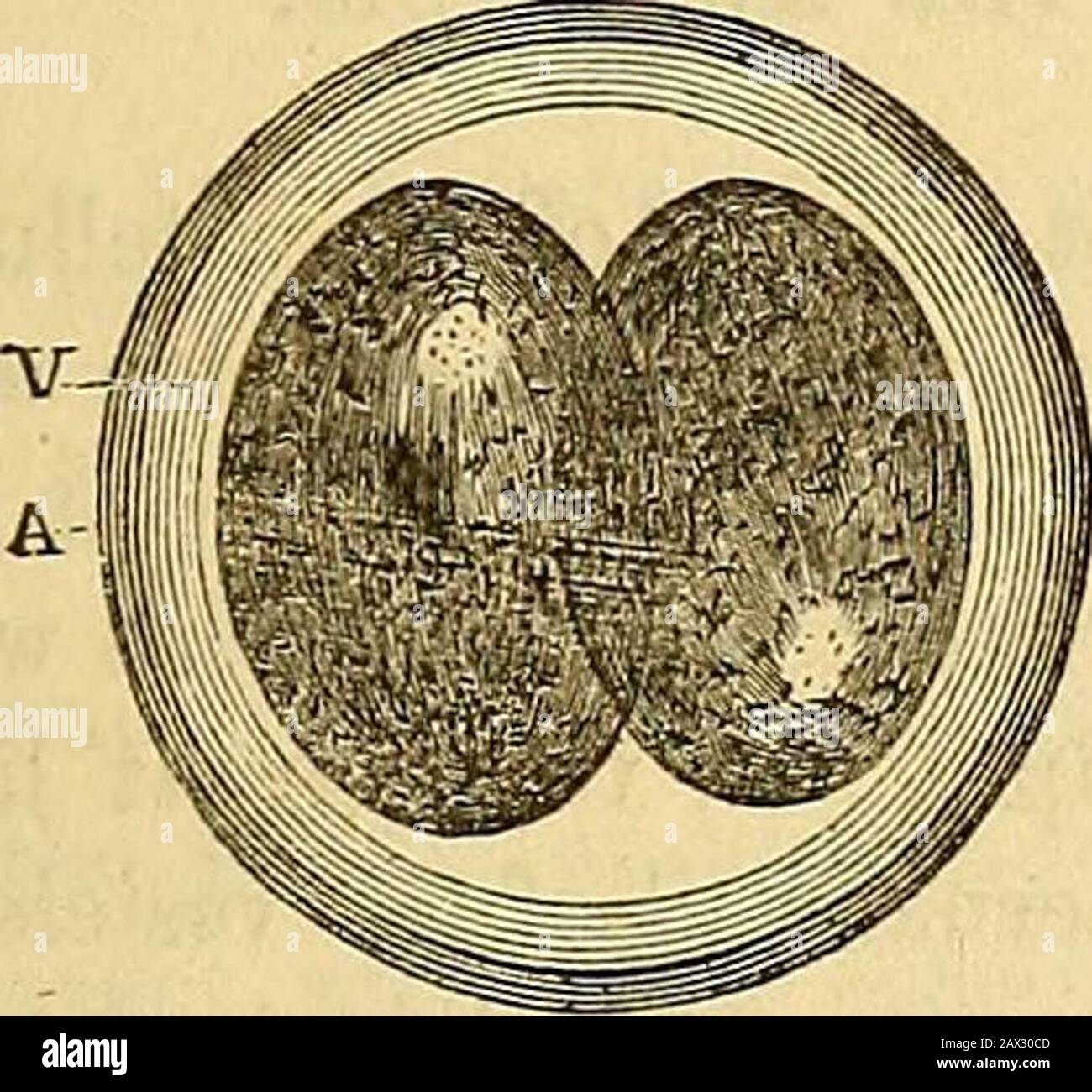 Vitelline membrane hi-res stock photography and images - Alamy