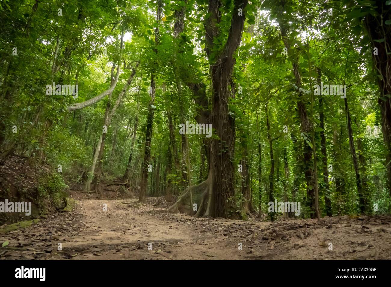 Landscape view tropical rainforest hi-res stock photography and images ...