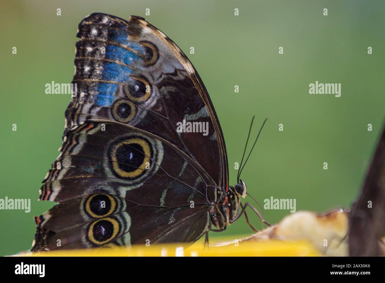 Butterfly garden dubai hi-res stock photography and images - Alamy