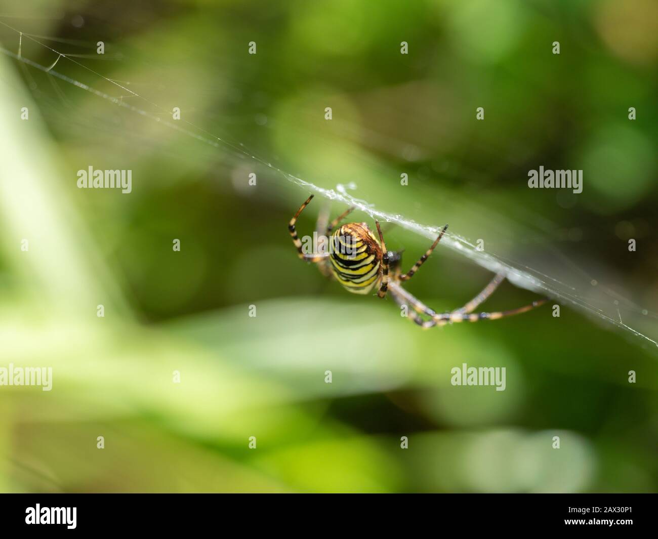 Female Wasp Spider on a Web Stock Photo - Alamy