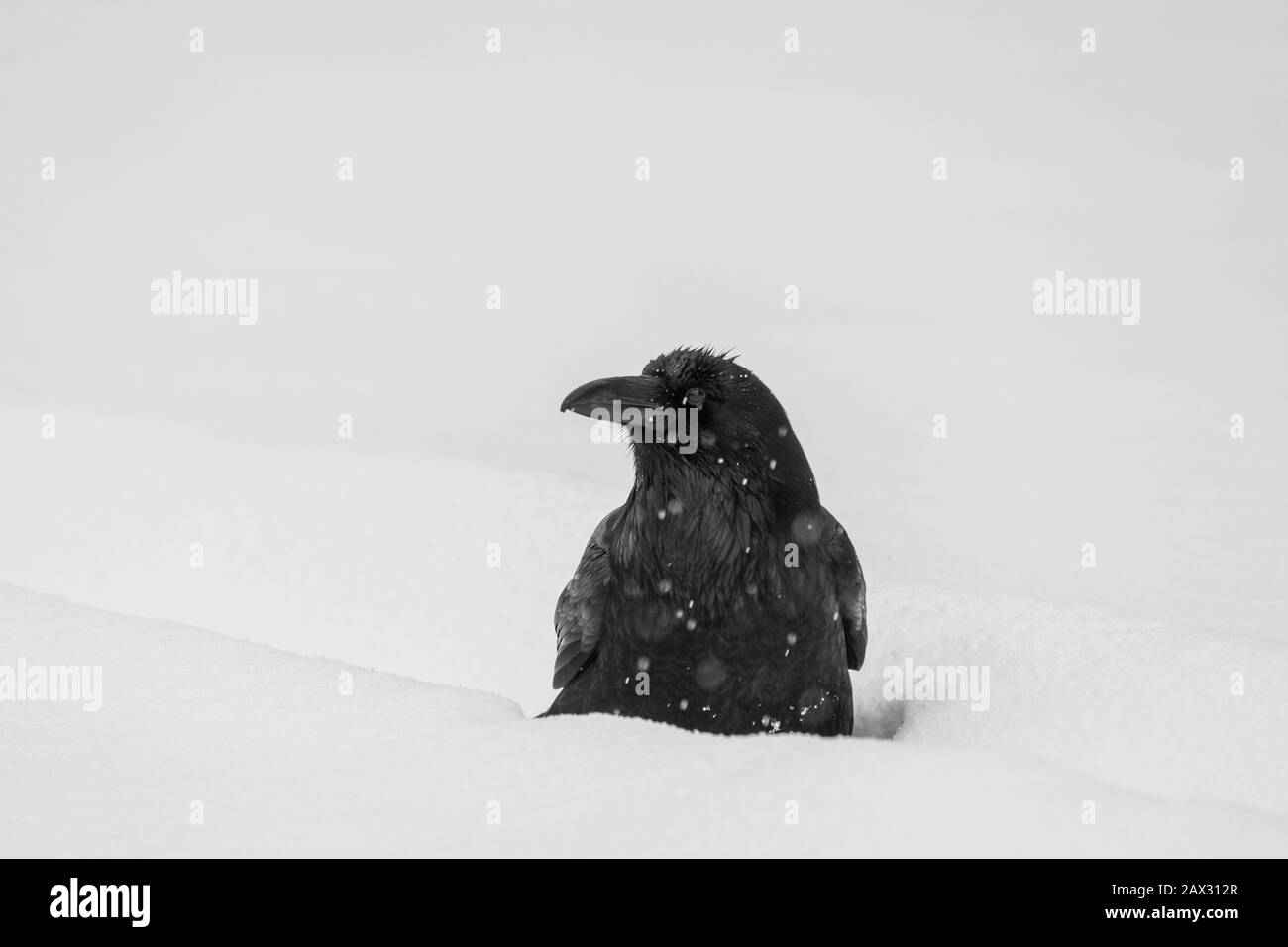 Stark Contrast High Resolution Stock Photography and Images - Alamy