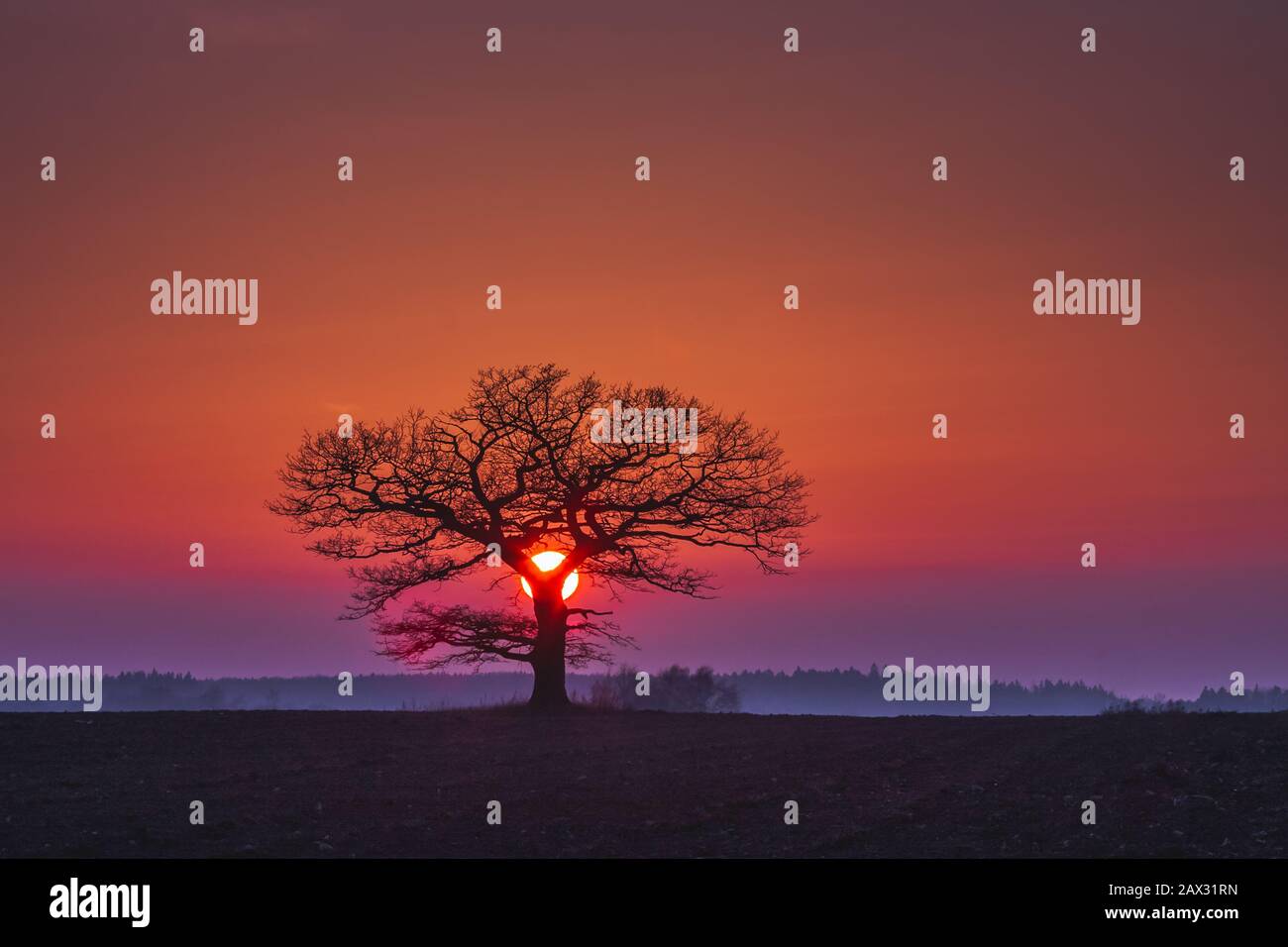 Sun light heaven oak tree hi-res stock photography and images - Alamy