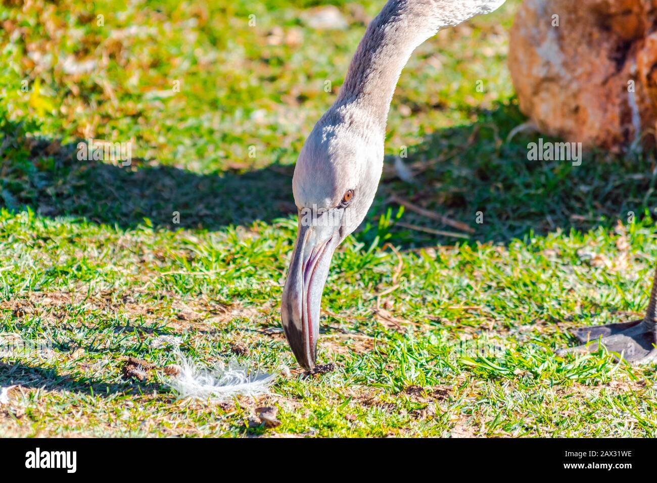 Flamingo fly wing bird hi-res stock photography and images - Alamy